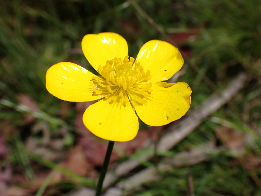 buttercups from Polblue Camping Area Rd, Moonan Brook NSW 2337 ...