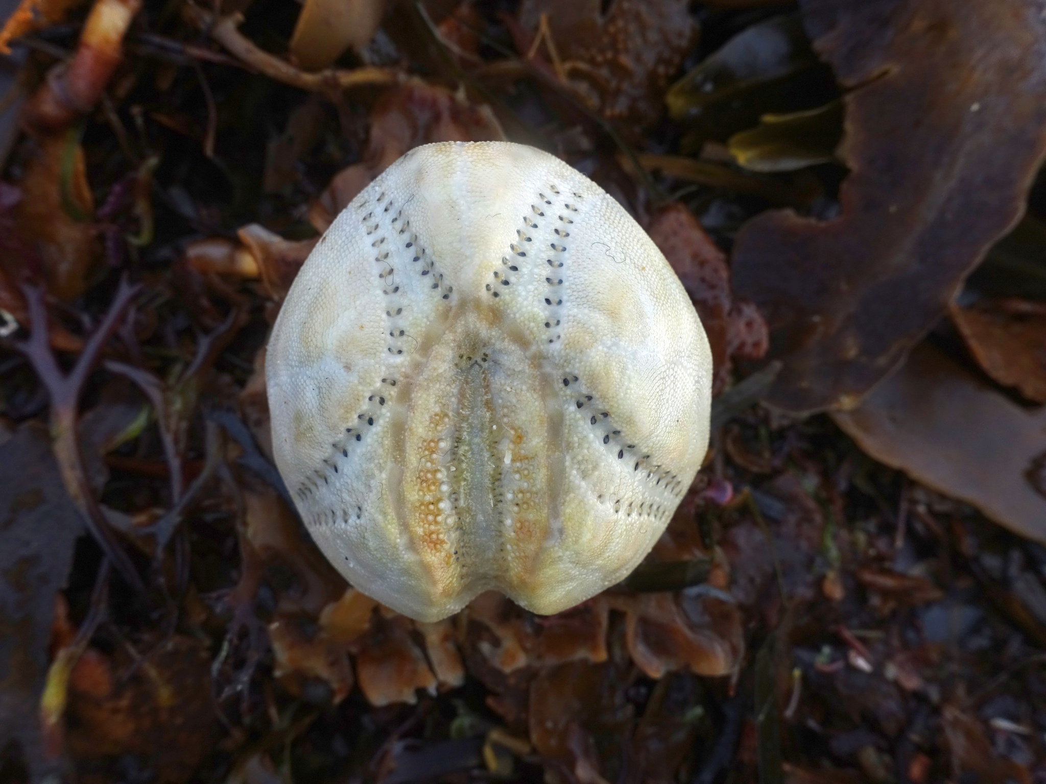Echinocardium cordatum (Pennant, 1777)