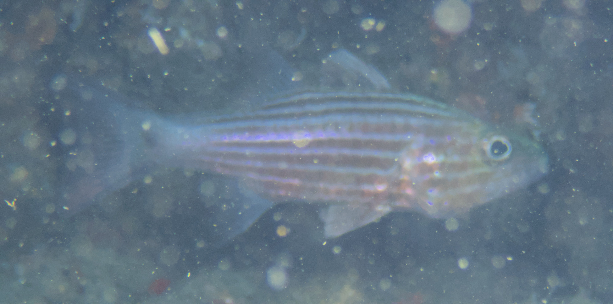 Apogonidae