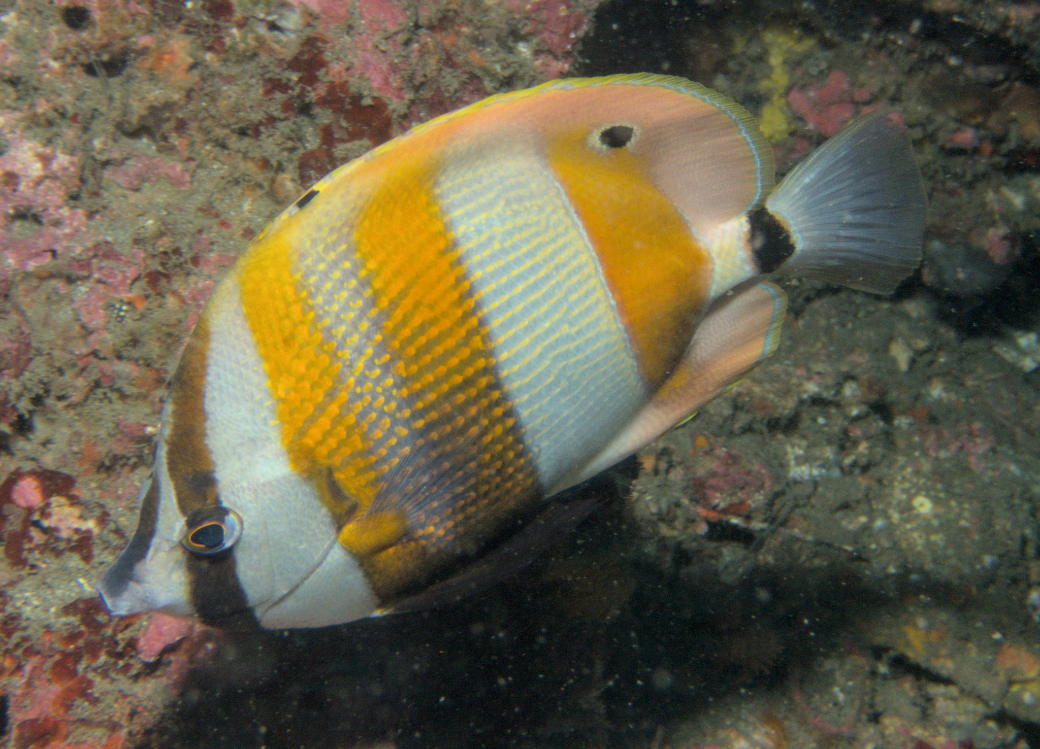 Coradion chrysozonus (Cuvier, 1831)