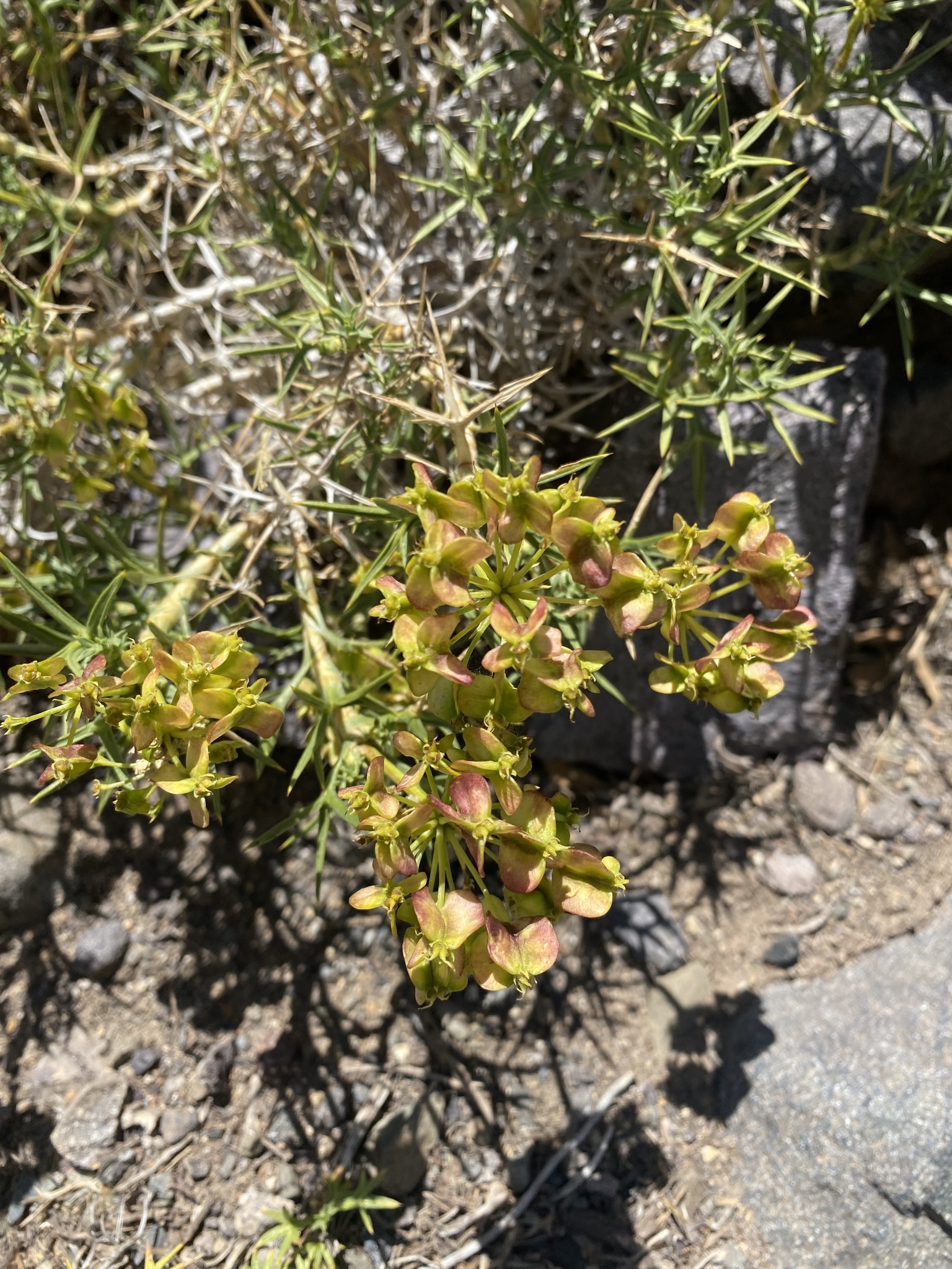 Azorella prolifera (Cav.) G.M.Plunkett & A.N.Nicolas