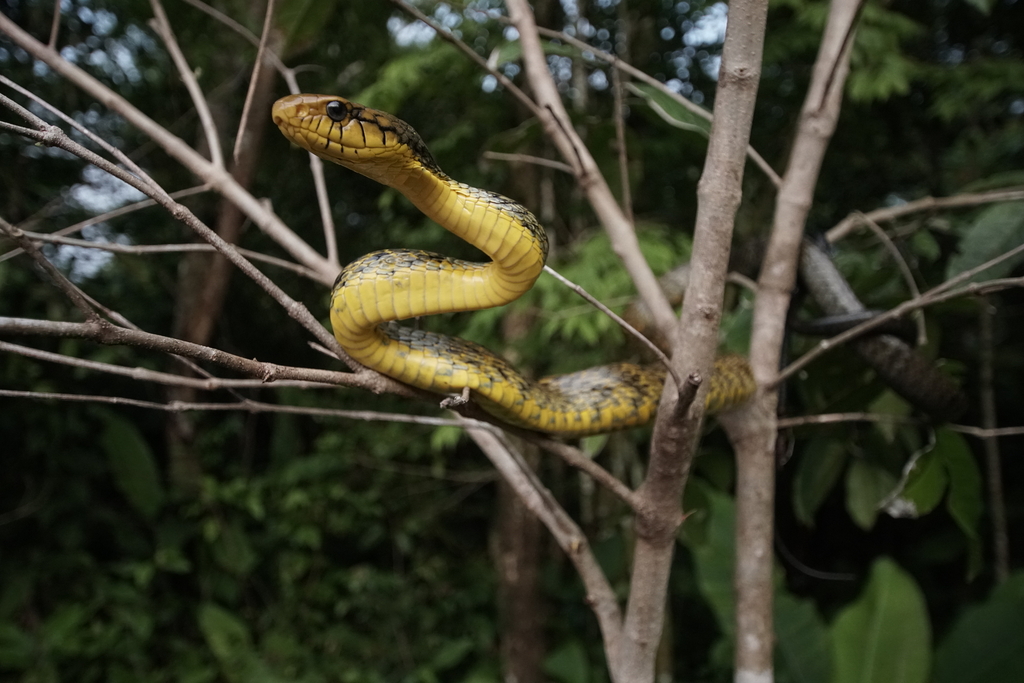 Amazon Puffing Snake from Saul 97314, French Guiana on January 30, 2019 ...