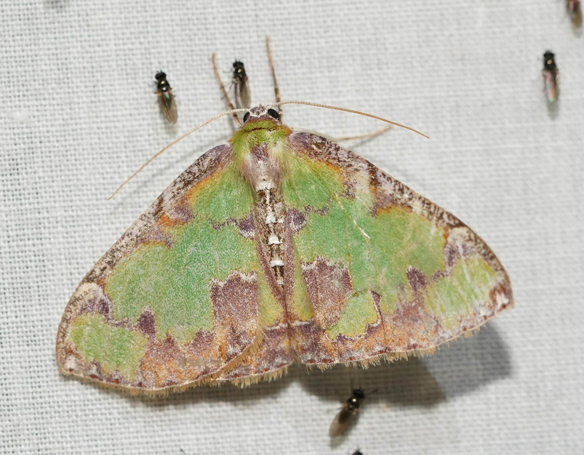 Eucyclodes Warren, 1894