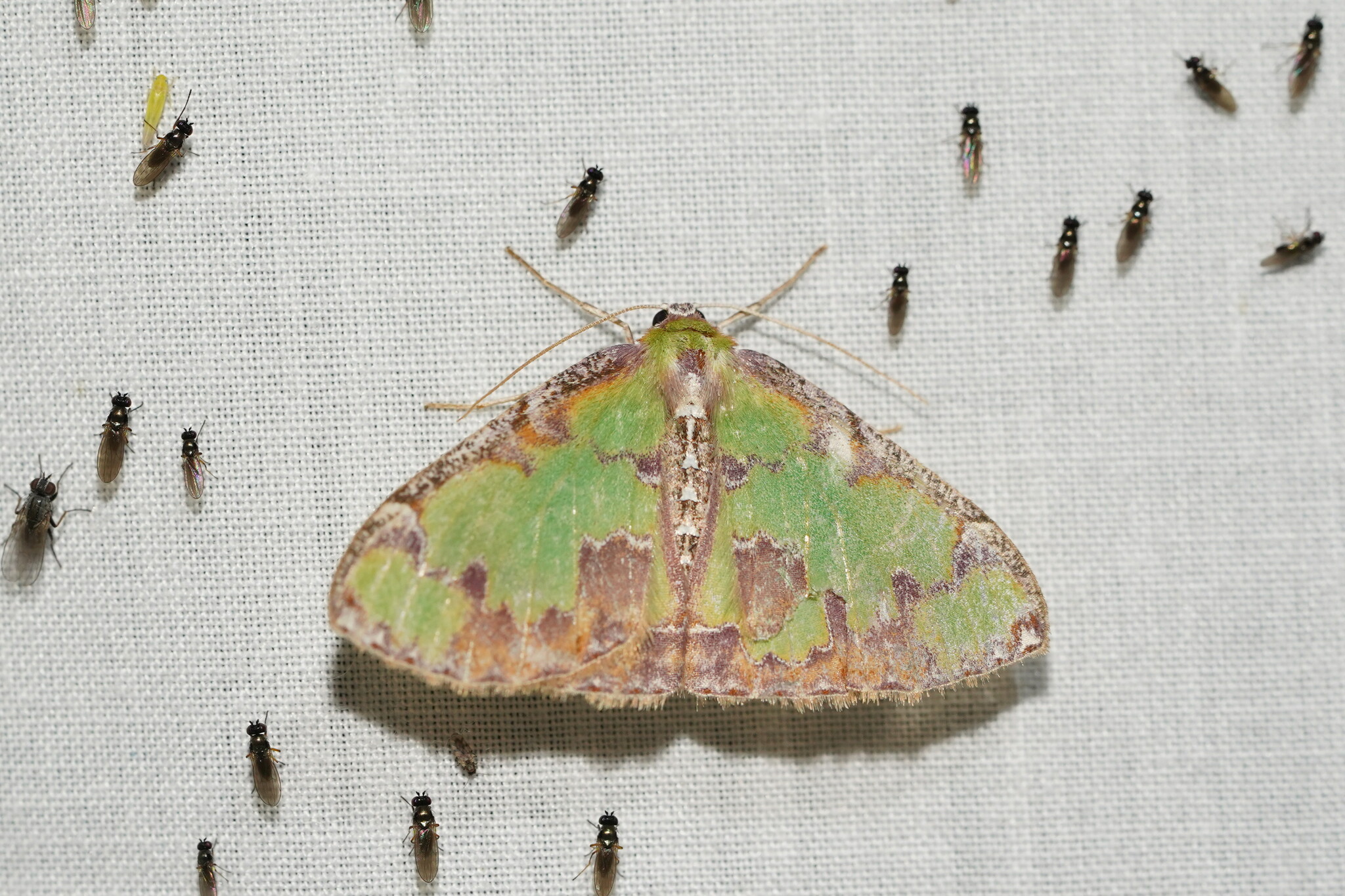 Eucyclodes Warren, 1894