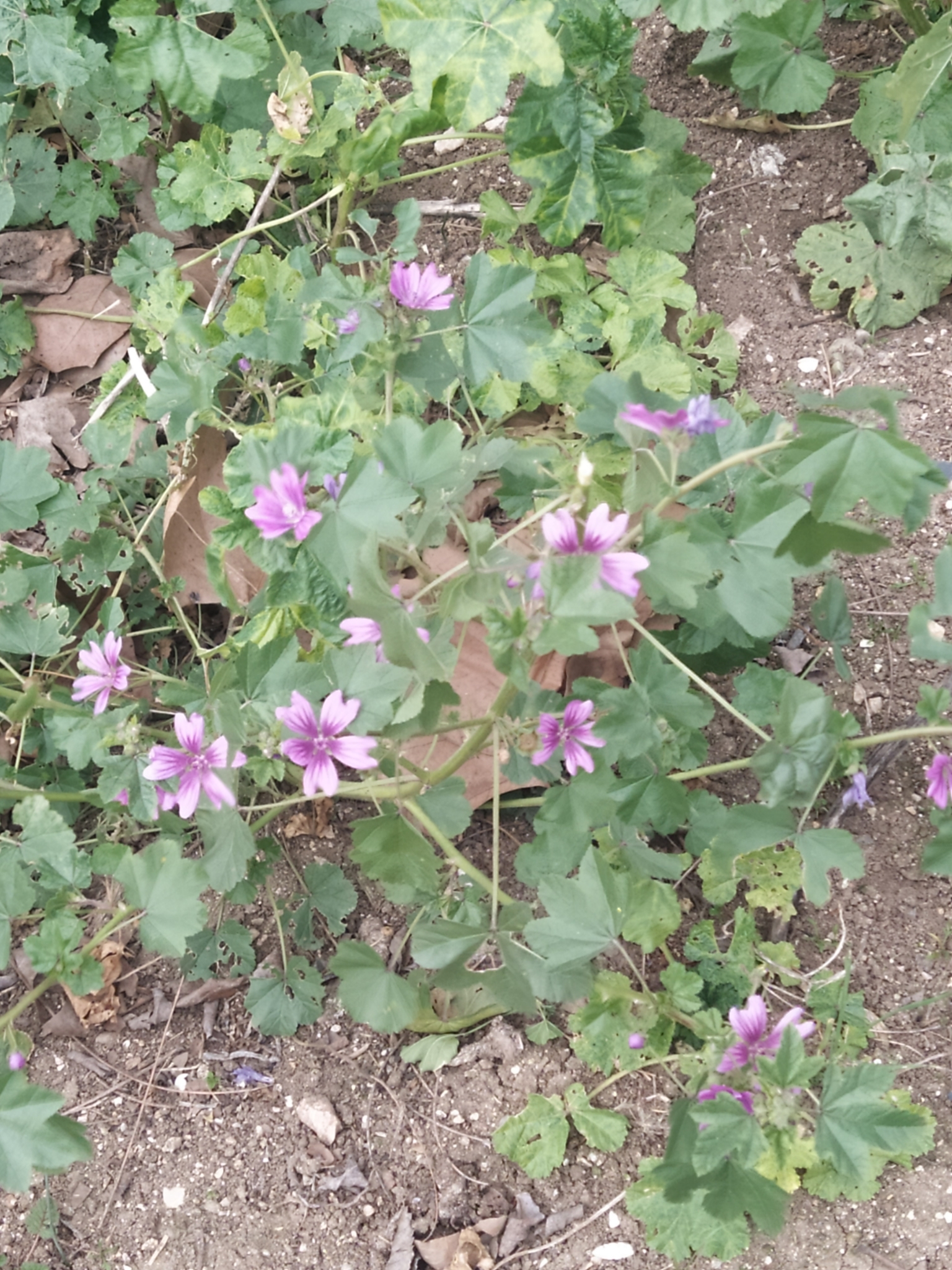Malva sylvestris L.