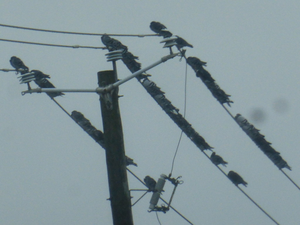 Feral Pigeon from Carignan, QC, Canada on January 2, 2023 at 12:04 PM ...