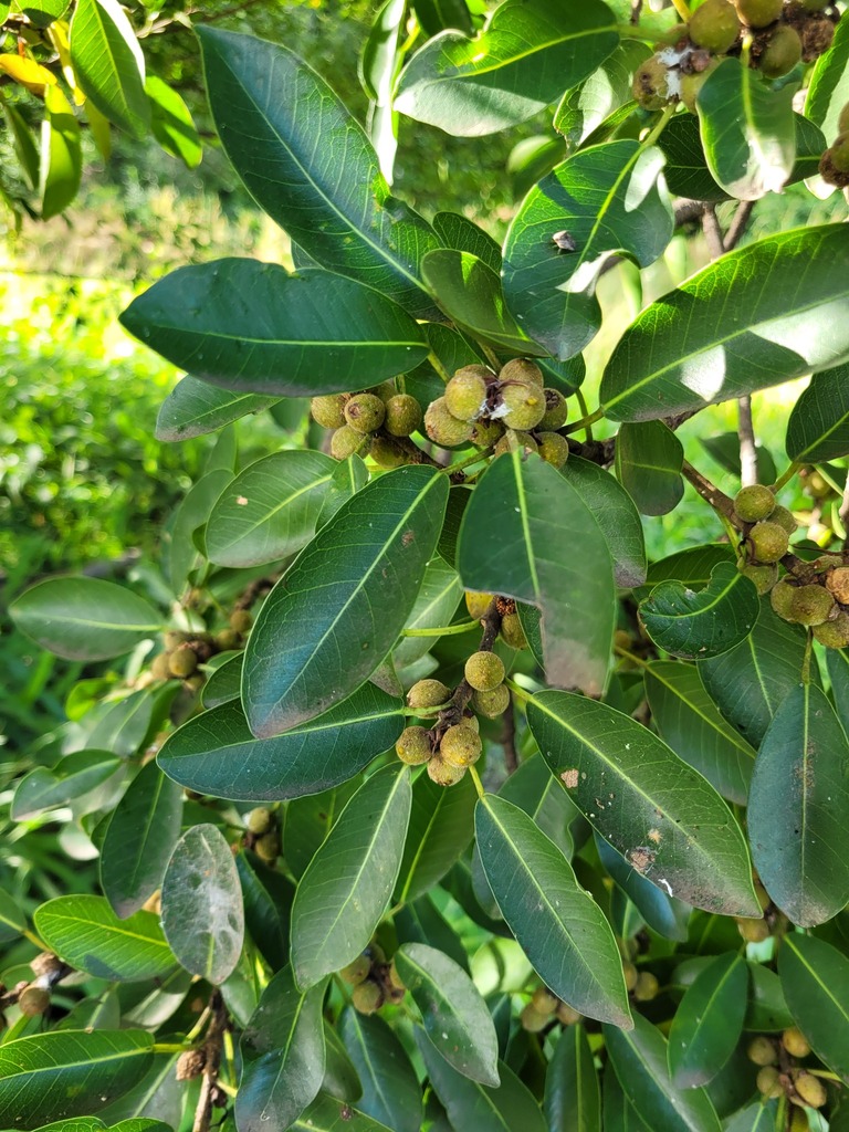 Common Wild Fig (Plants of Rhodes Nyanga) · iNaturalist