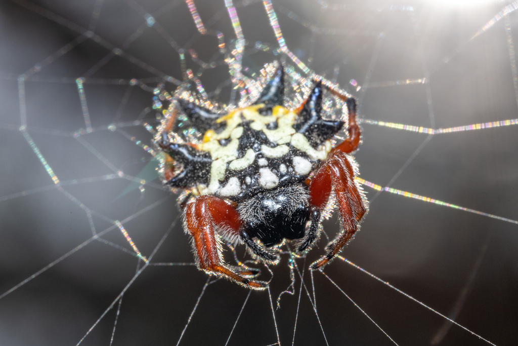 Christmas Jewel Spider from Perth WA, Australia on January 15, 2023 at ...