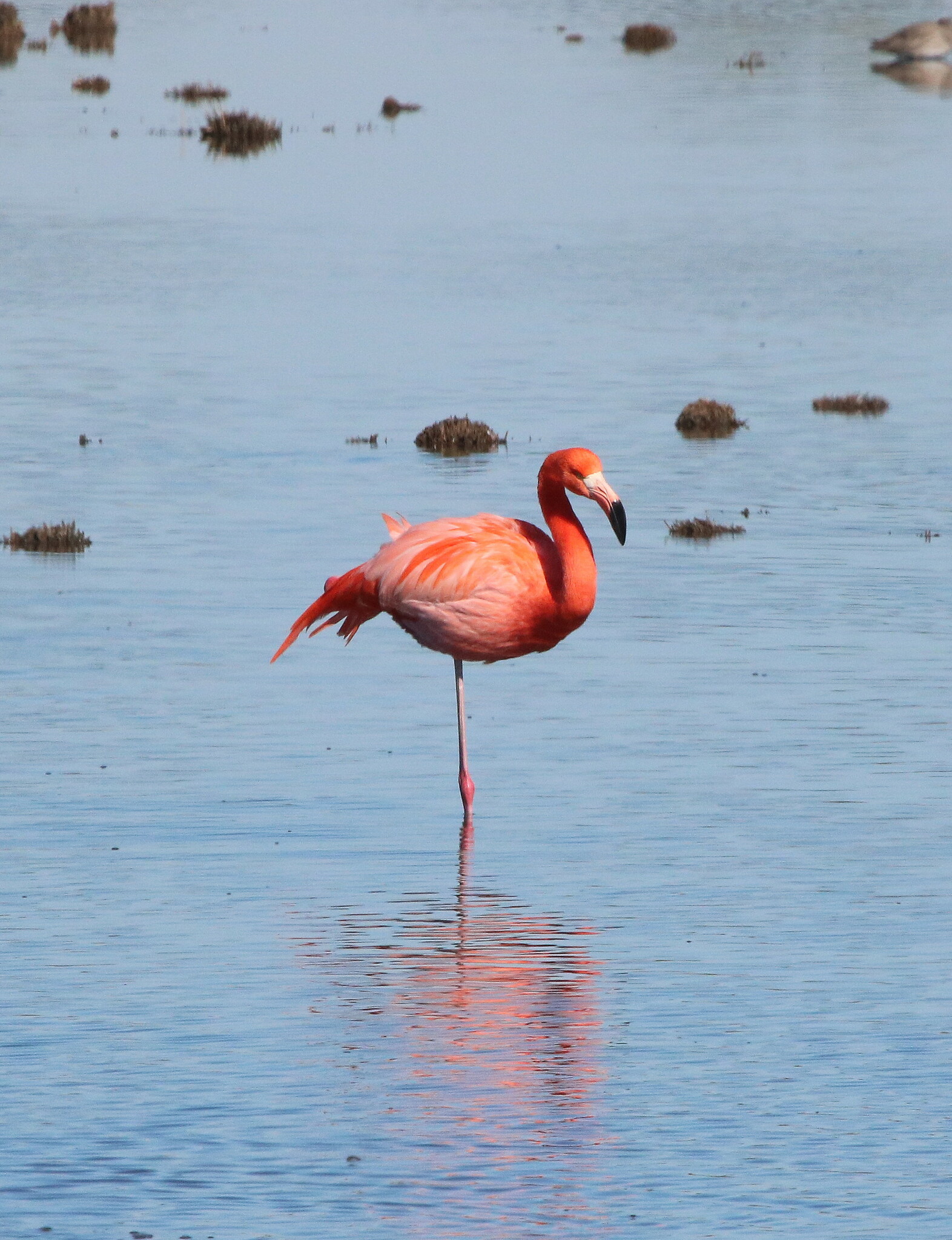 Phoenicopterus ruber Linnaeus, 1758