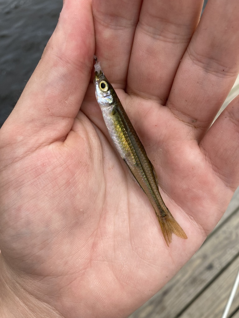 Menidiinae from Currituck Sound, Duck, NC, US on August 11, 2022 at 03: ...
