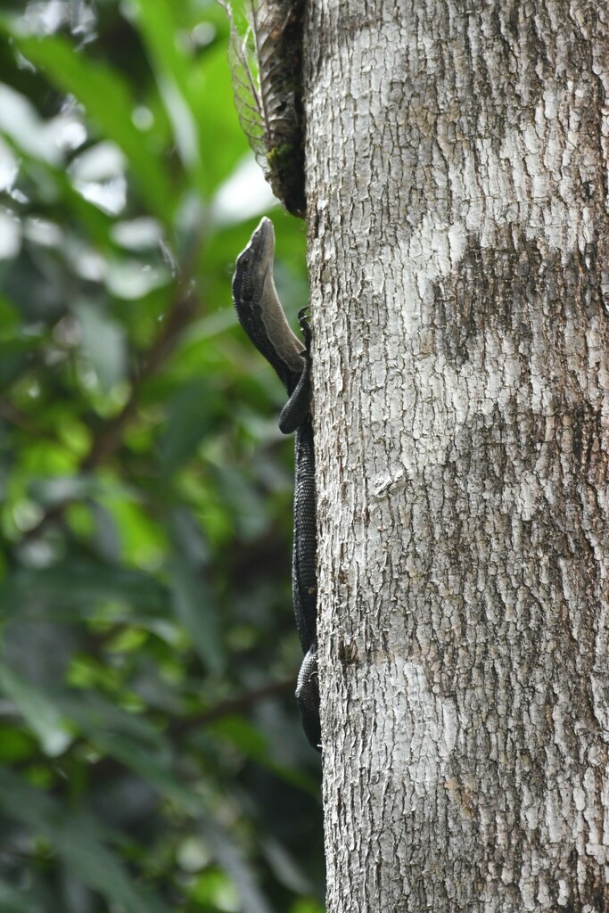 Nesbit River Monitor in January 2023 by Daniel Townend · iNaturalist