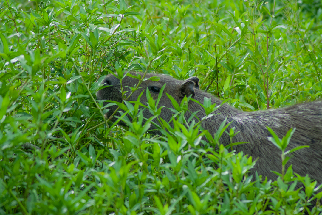 Hydrochoerus hydrochaeris (Linnaeus, 1766)