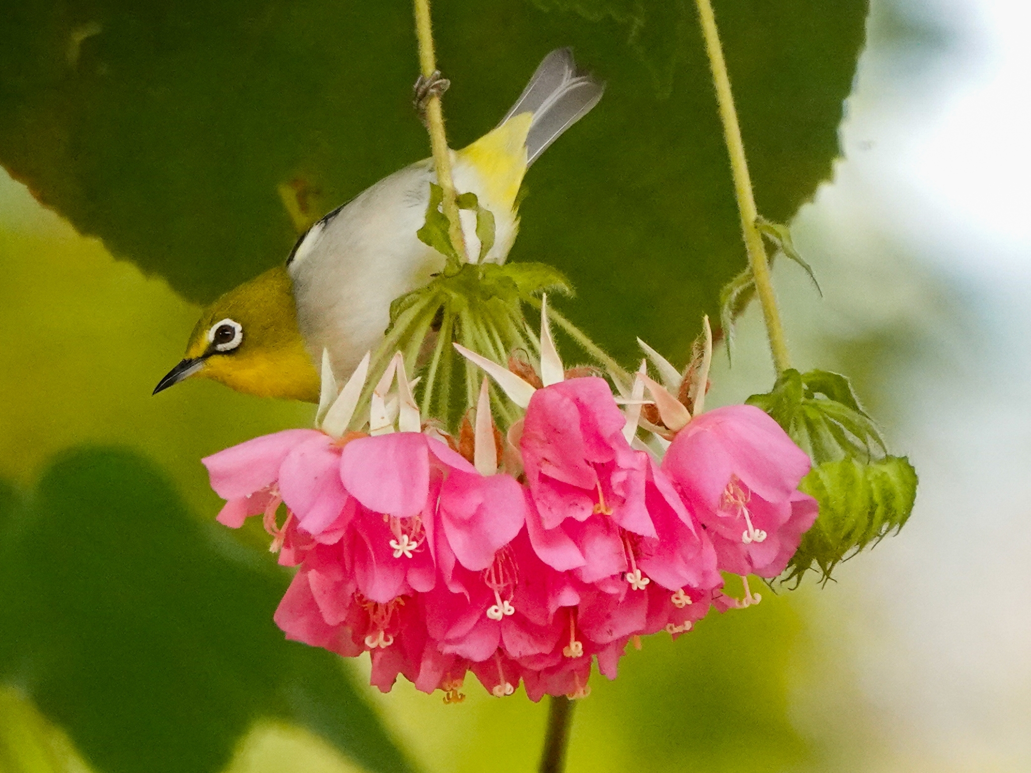 Zosterops simplex Swinhoe, 1861