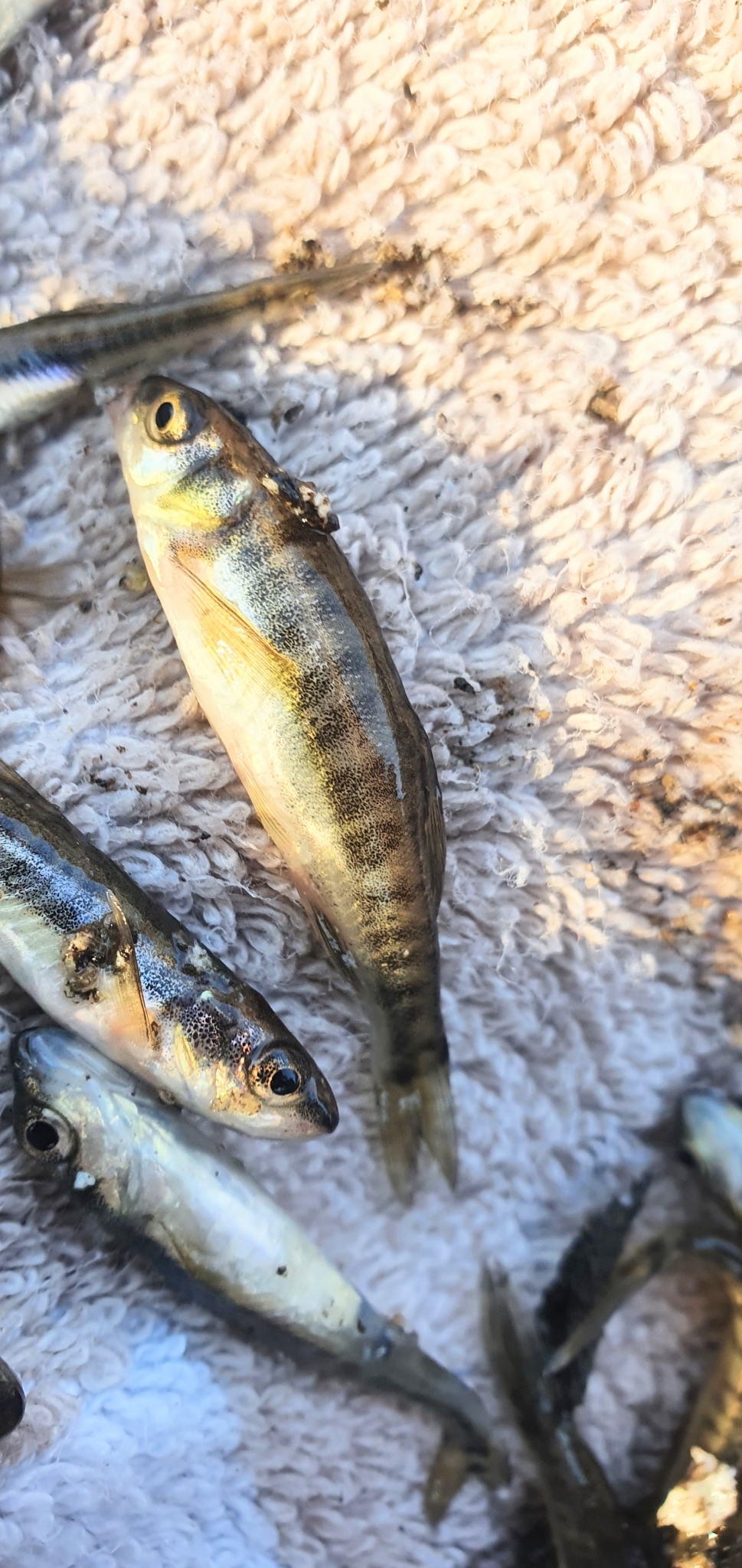 Phoxinus phoxinus (Linnaeus, 1758)