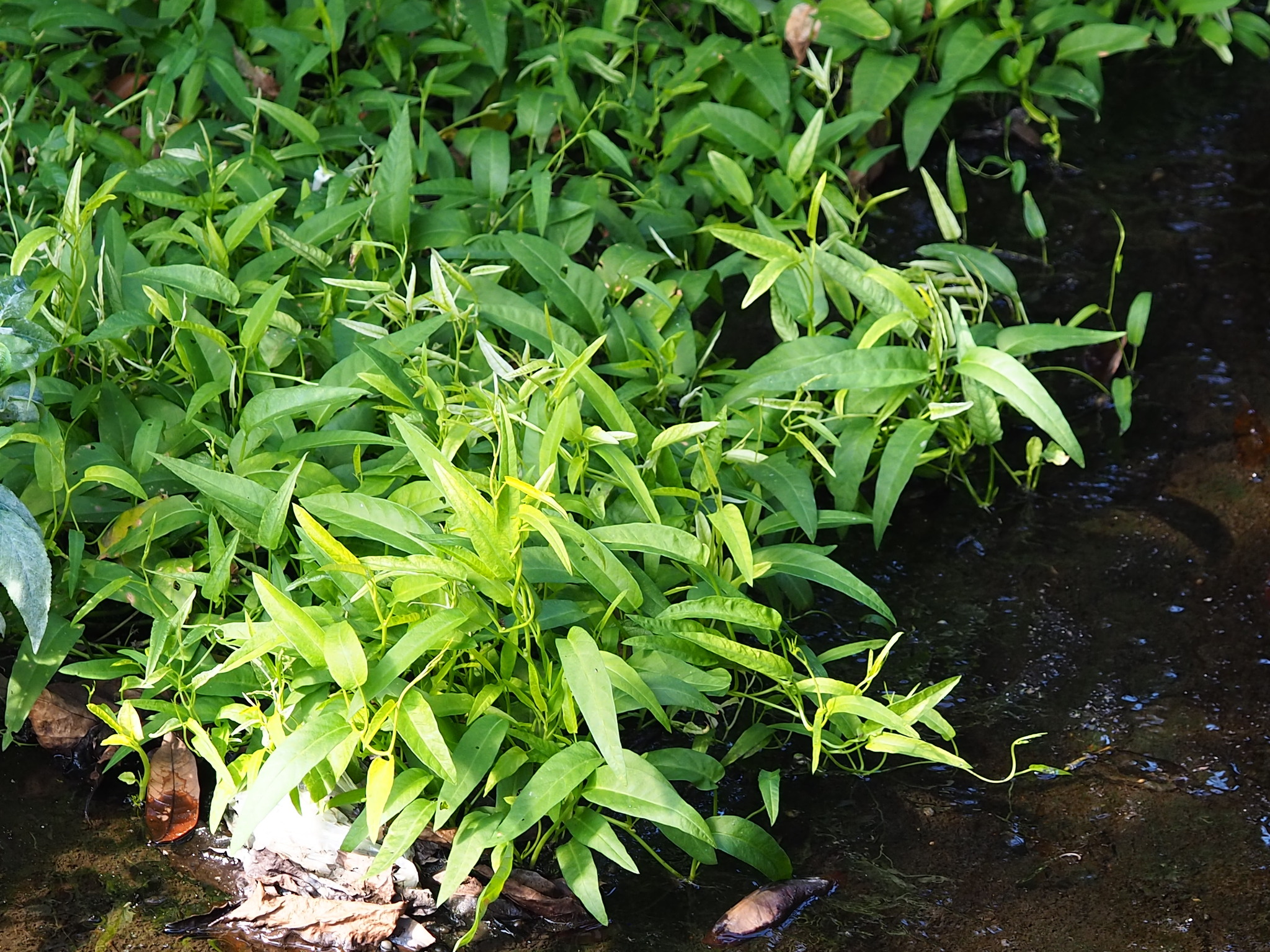 Ipomoea aquatica Forssk.