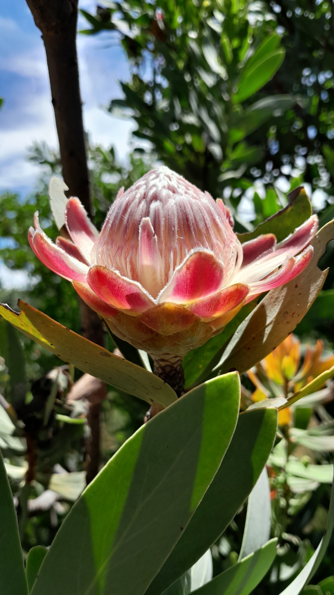Protea caffra subsp. caffra