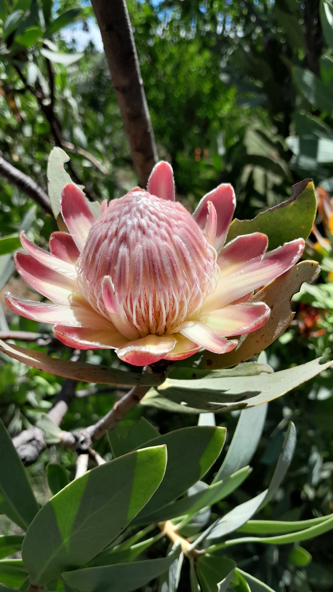 Protea caffra subsp. caffra