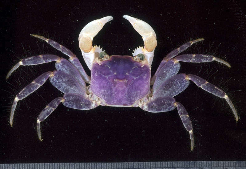 Little Nipper (Decapoda (crabs) of the British Indian Ocean Territory ...