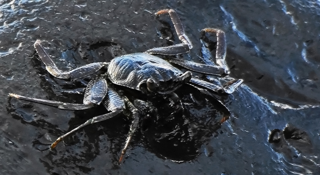 Thin-shelled Rock Crab (Decapoda (crabs) of the British Indian Ocean ...