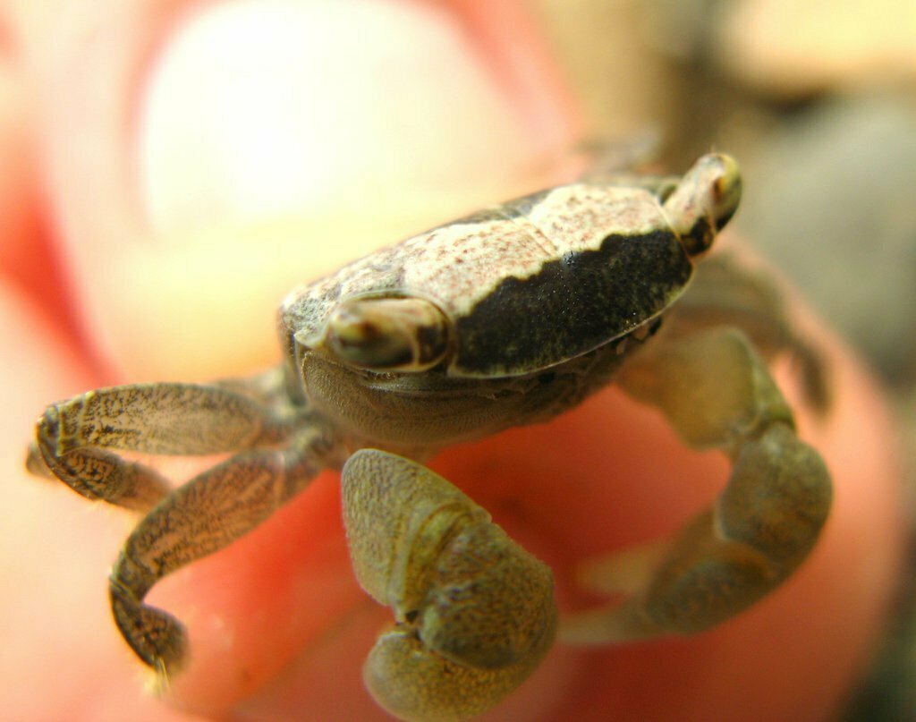 Mottled Crab (Decapoda (crabs) of the Chagos Archipelago) · iNaturalist
