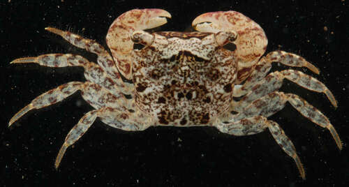 Mottled Crab (Decapoda (crabs) of the Chagos Archipelago) · iNaturalist