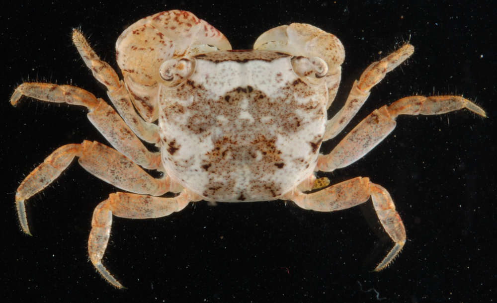 Mottled Crab (Decapoda (crabs) of the Chagos Archipelago) · iNaturalist