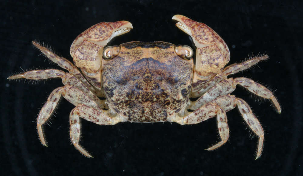 Mottled Crab (Decapoda (crabs) of the Chagos Archipelago) · iNaturalist