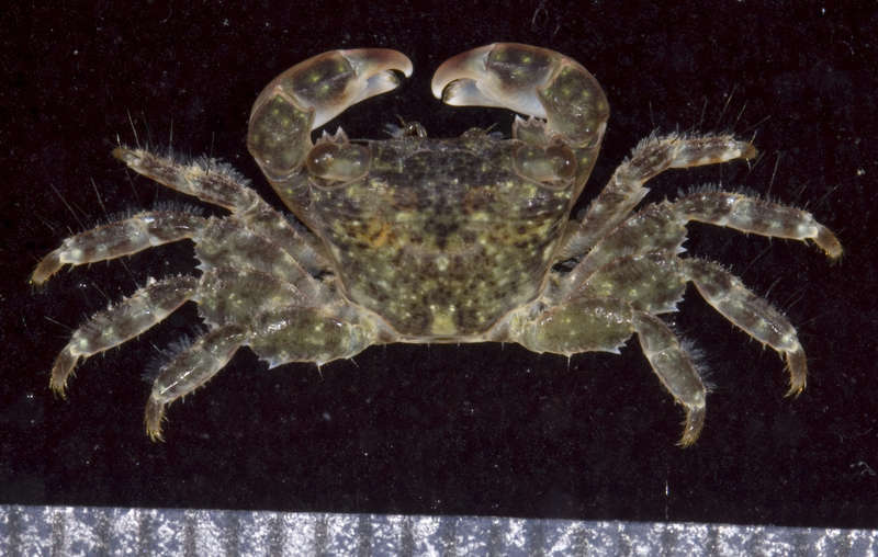 Tiny Rock Crab (Decapoda (crabs) of the British Indian Ocean Territory ...