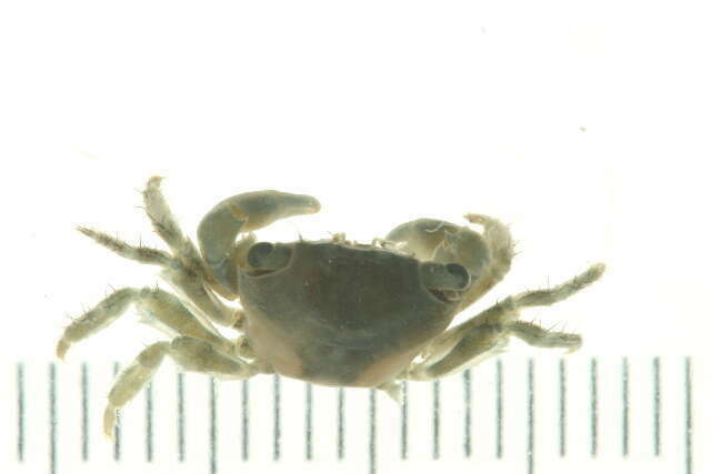 Tiny Rock Crab (Decapoda (crabs) of the British Indian Ocean Territory ...