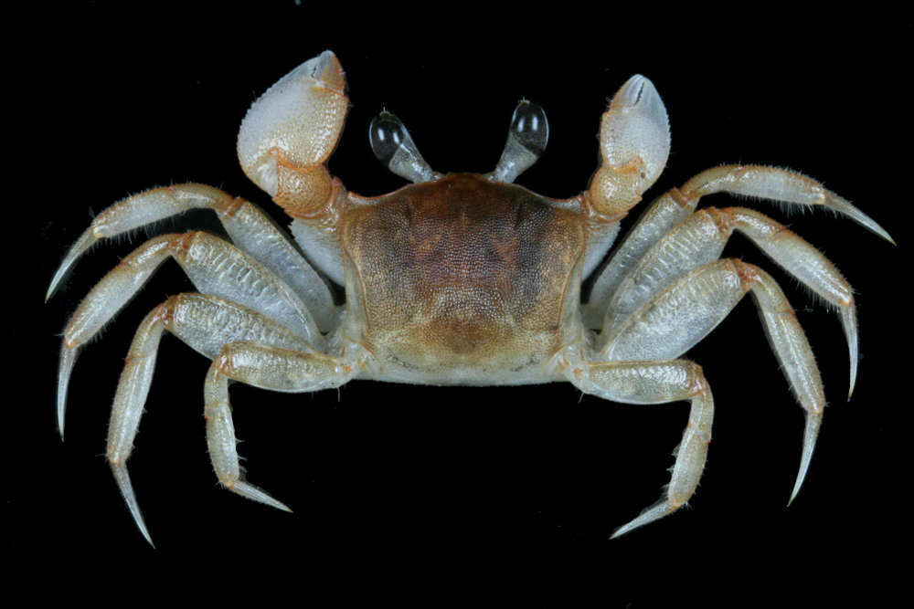 Ocypode cordimanus (Decapoda (crabs) of the British Indian Ocean ...