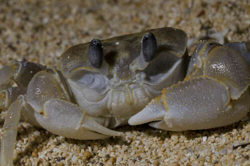 Ocypode cordimanus (Decapoda (crabs) of the British Indian Ocean ...