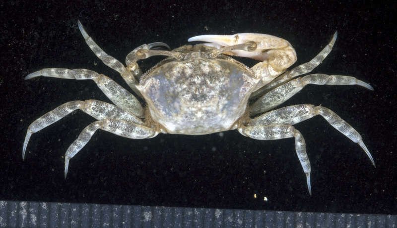 Uca tetragonon (Decapoda (crabs) of the British Indian Ocean Territory ...