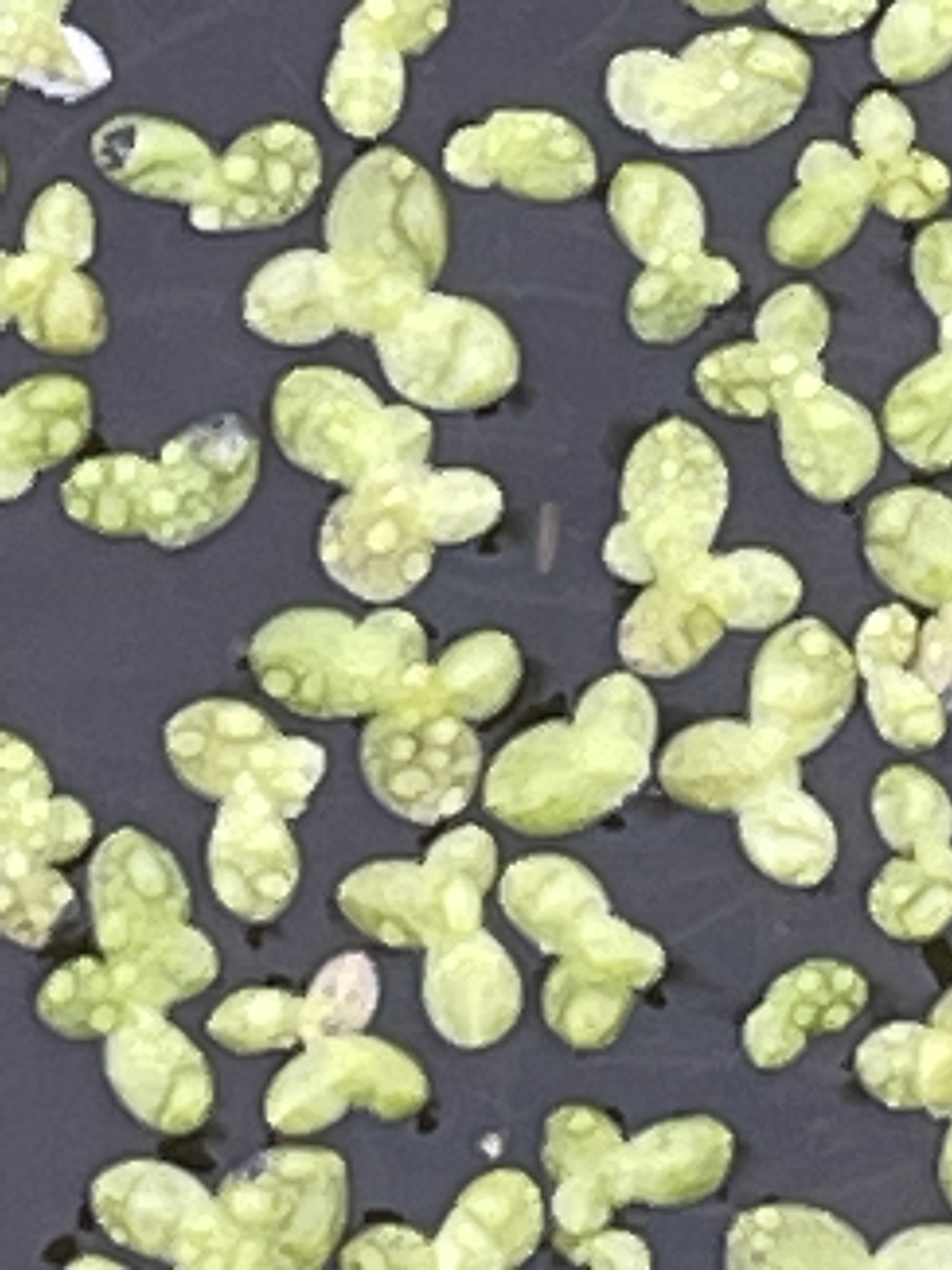 Lemna Aequinoctialis