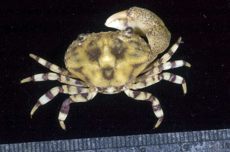 Ringed foot crab (Decapoda (crabs) of the British Indian Ocean ...