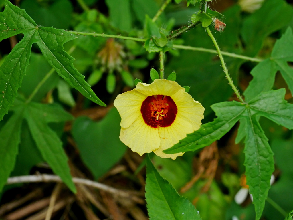Bush Sorrel in December 2022 by Jacy Chen · iNaturalist