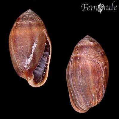 Melampus parvulus (Gastropoda (snails and slugs) of the Chagos ...