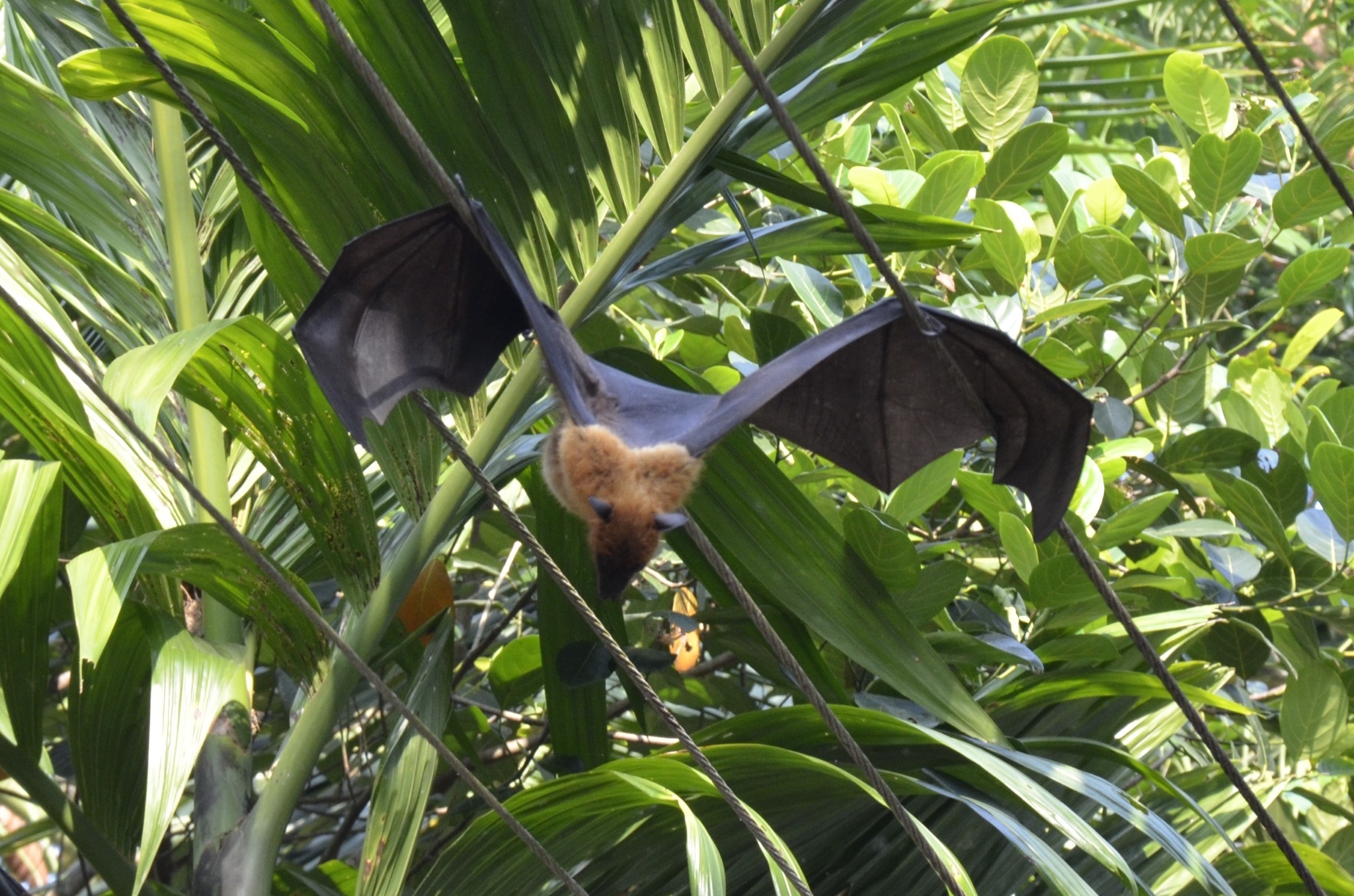 Pteropus Brisson, 1762