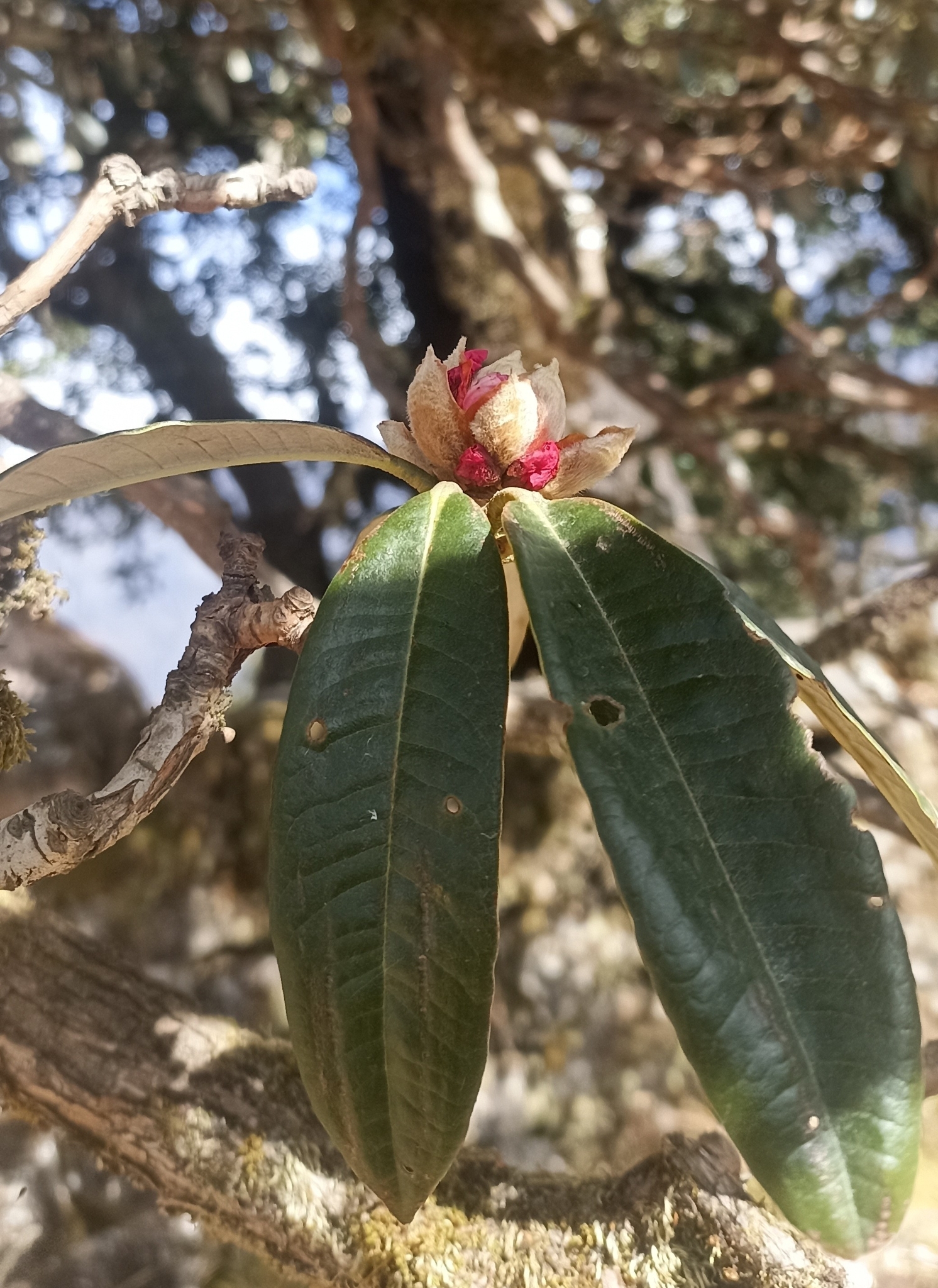 Rhododendron arboreum Sm.