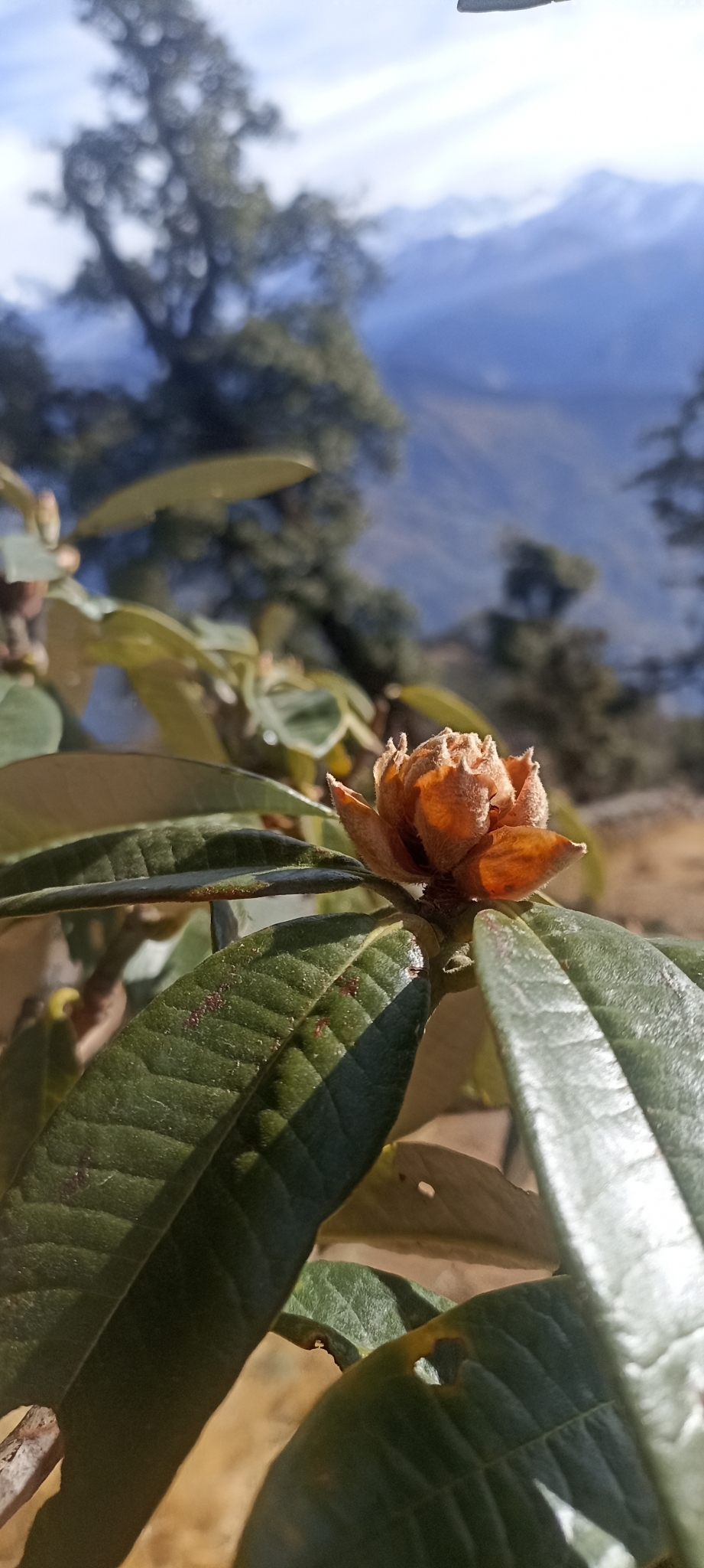 Rhododendron arboreum Sm.