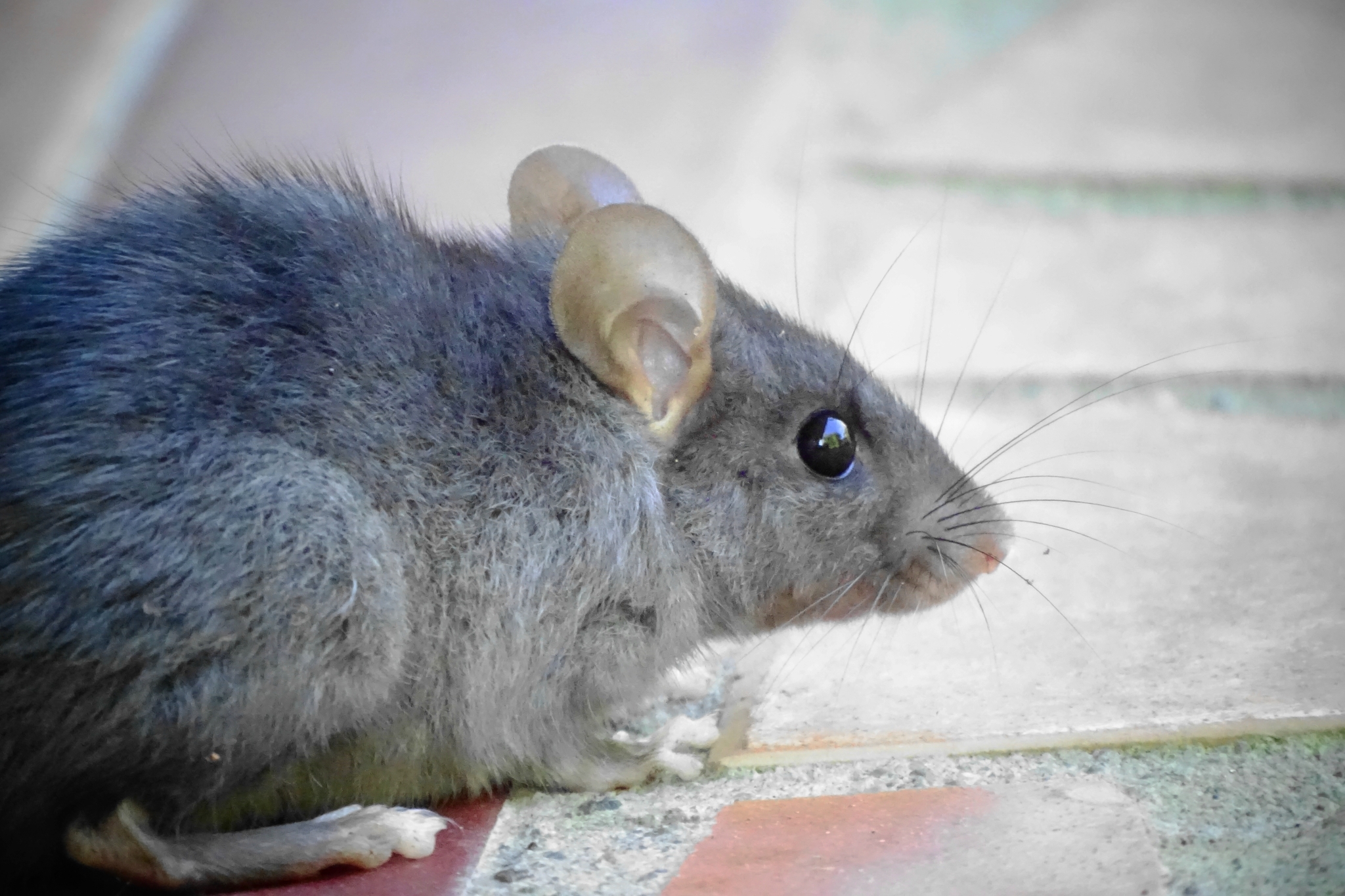 Rattus rattus (Linnaeus, 1758)