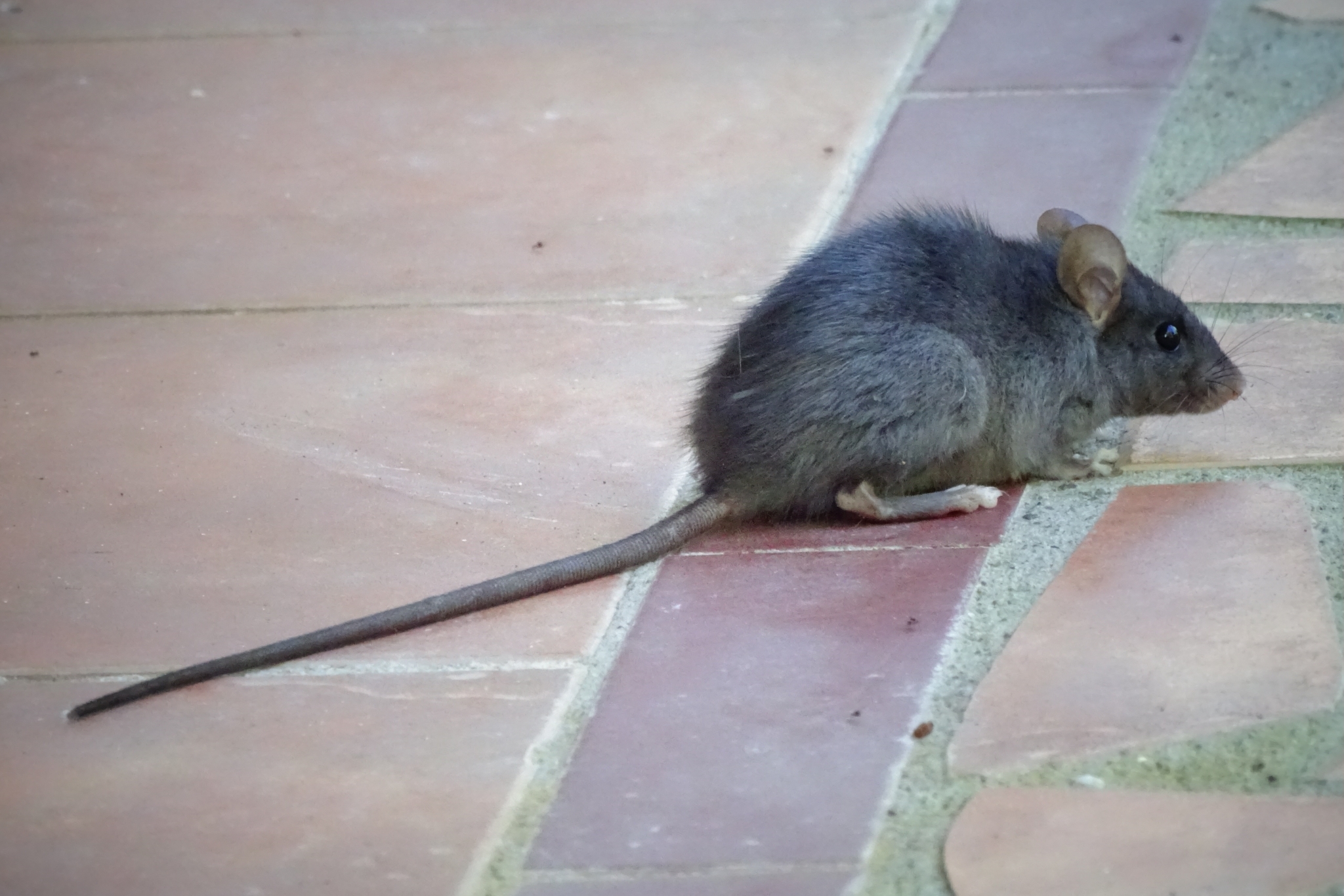 Rattus rattus (Linnaeus, 1758)