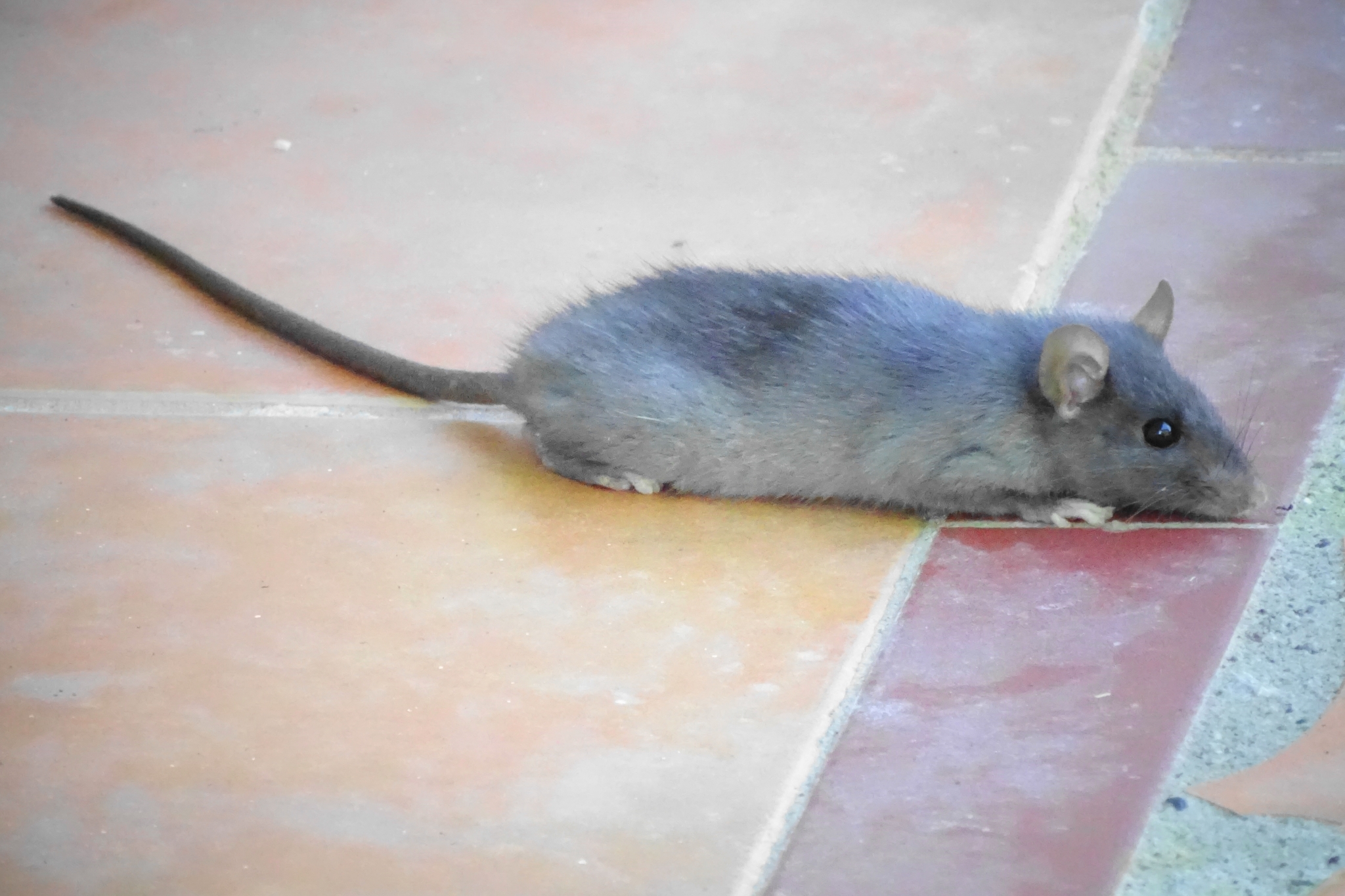 Rattus rattus (Linnaeus, 1758)