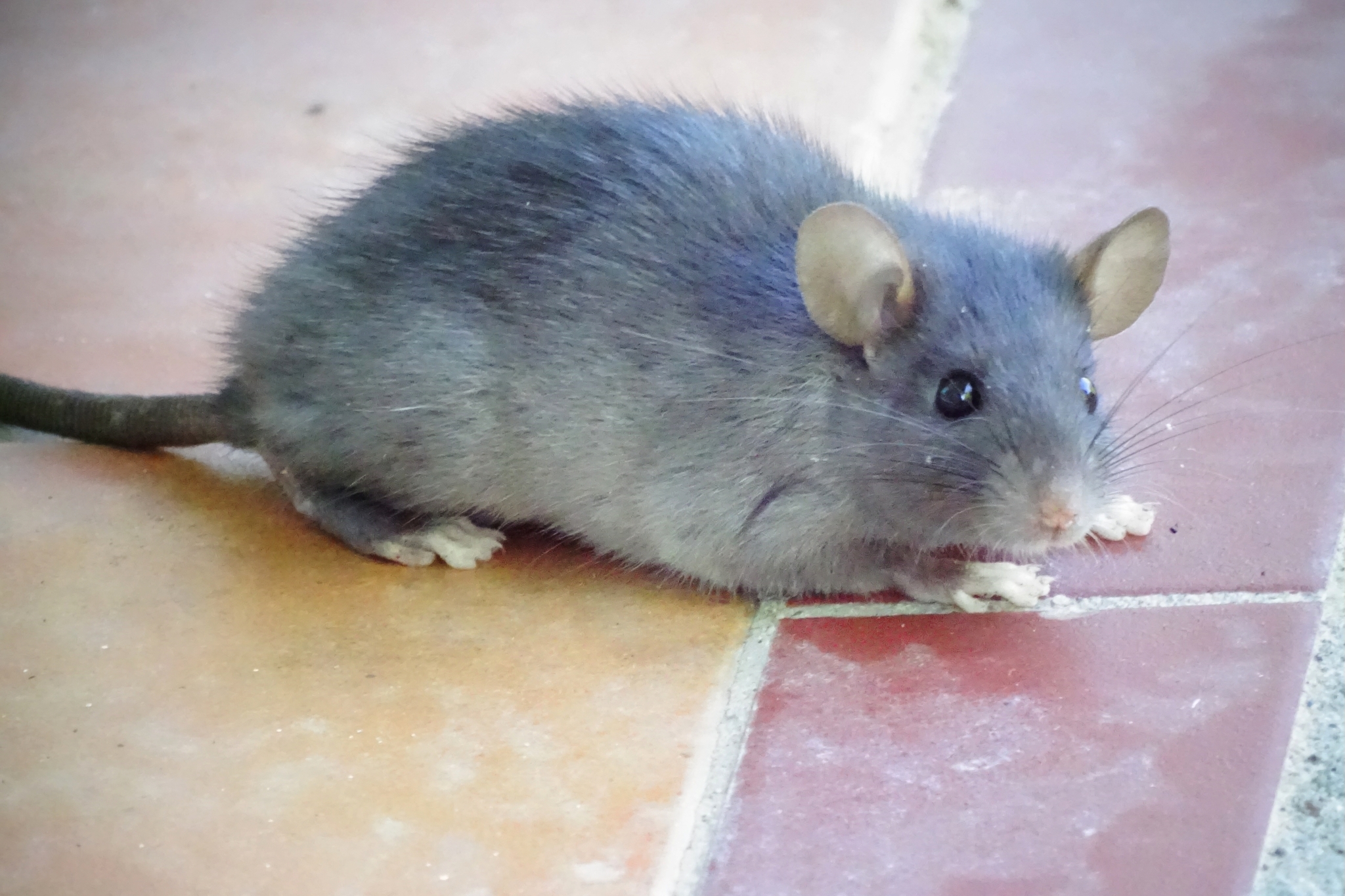 Rattus rattus (Linnaeus, 1758)