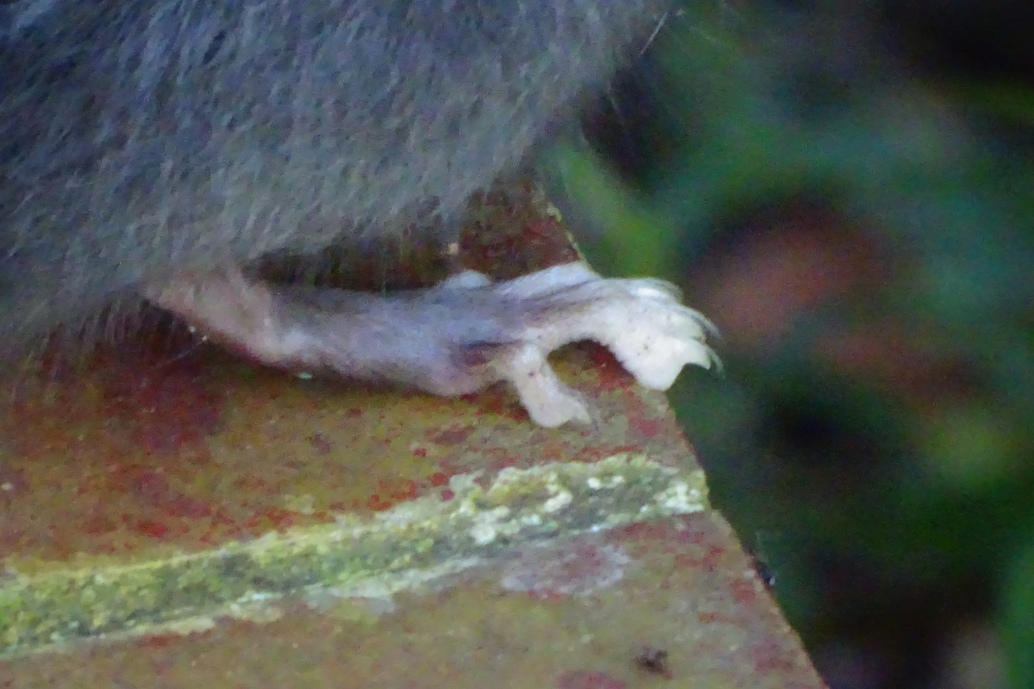 Rattus rattus (Linnaeus, 1758)