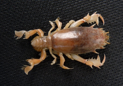 Cangrejo rana (Raninoides benedicti)