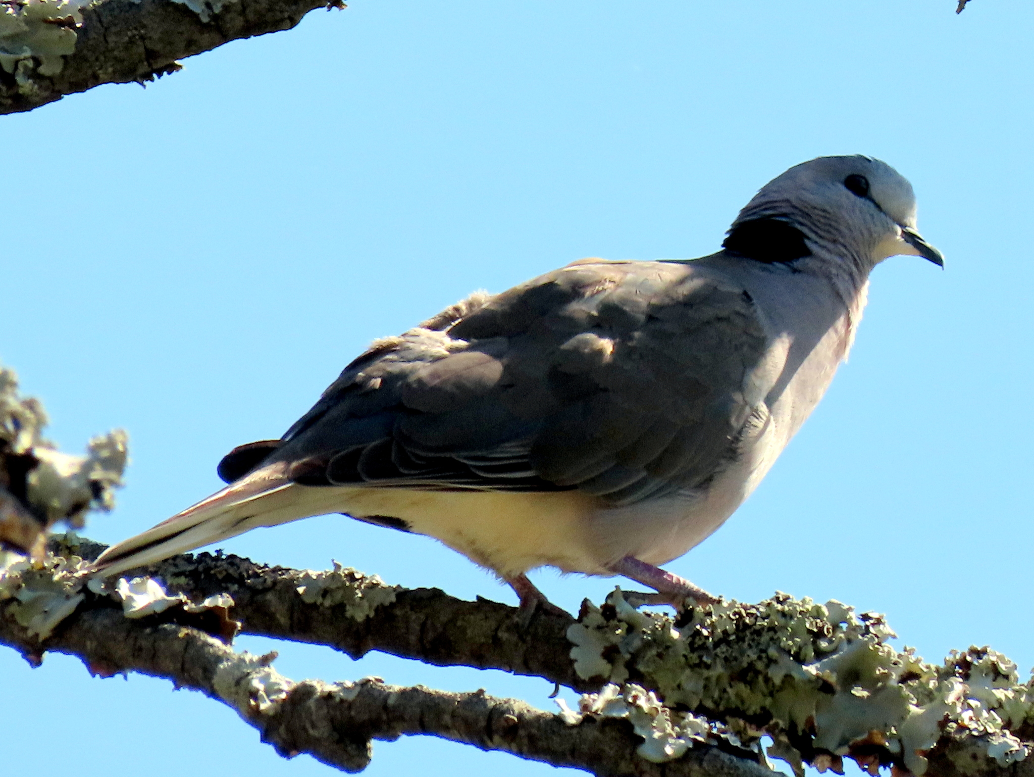 Streptopelia capicola (Sundevall, 1857)