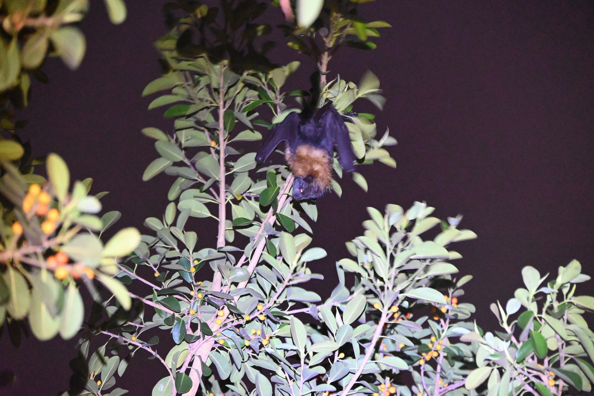 Pteropus Brisson, 1762