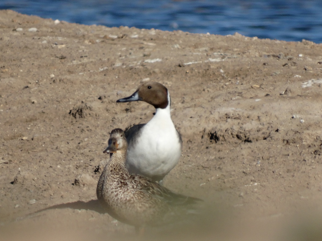 Northern Pintail (Birds of the British Indian Ocean Territory ...