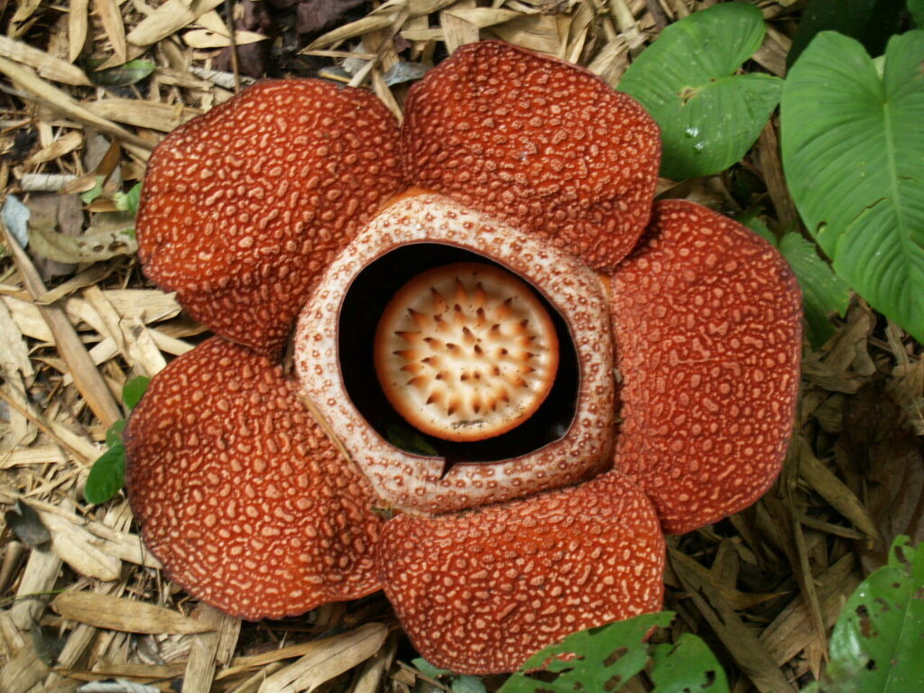 Rafflesia keithii from Ranau, Sabah, Malaysia on May 10, 2008 at 04:52 ...