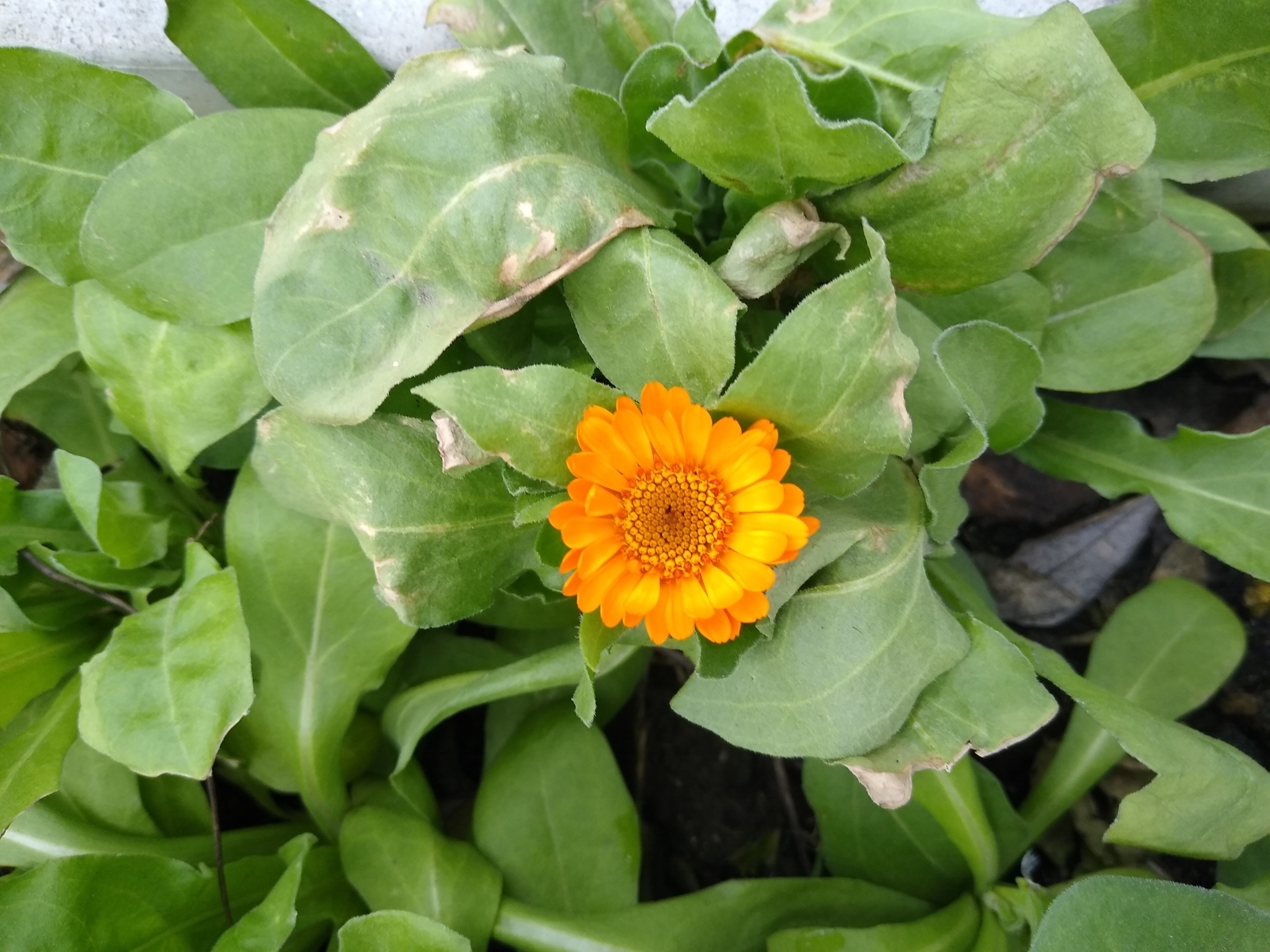 Calendula officinalis L.